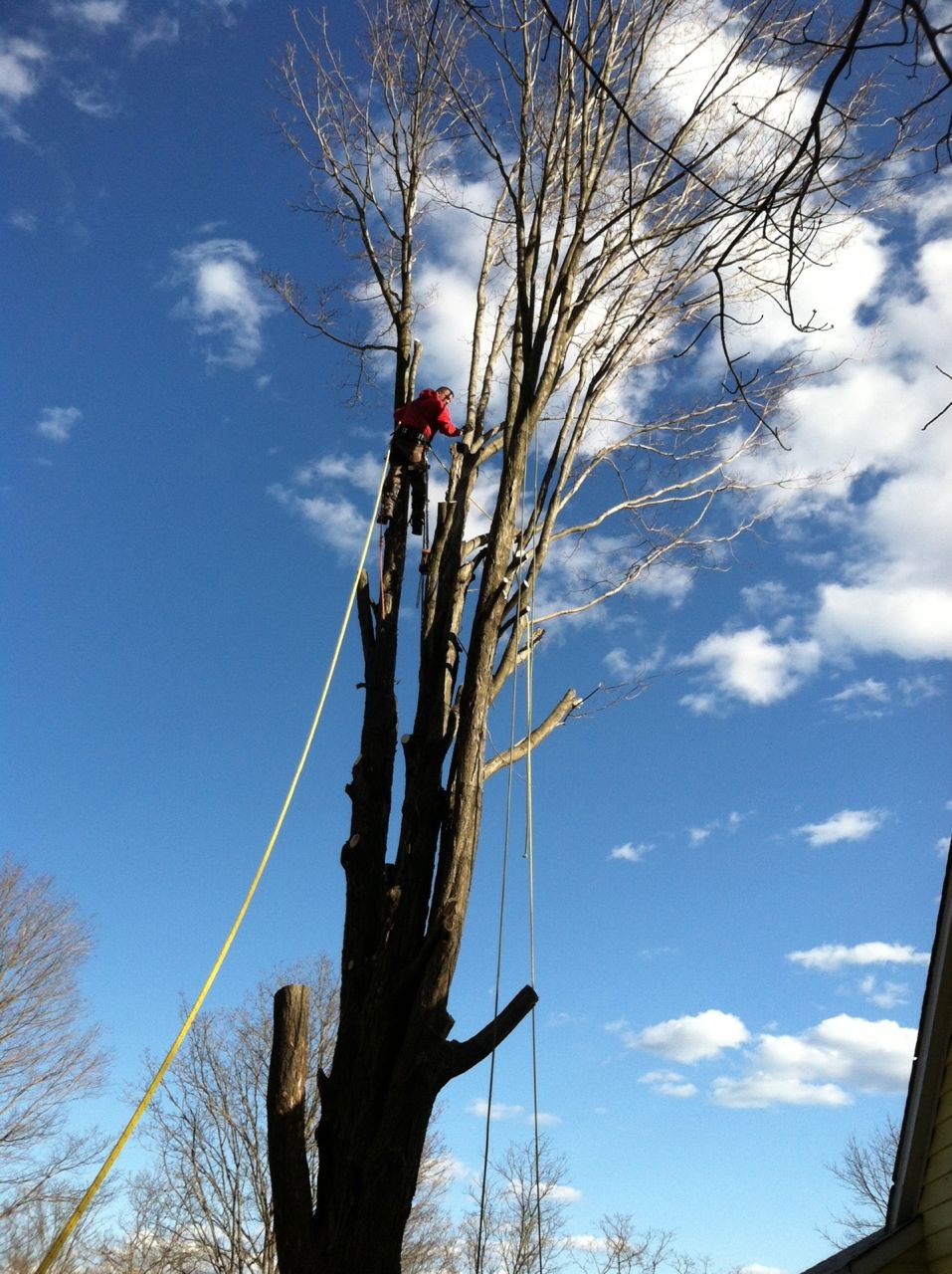 Big Foot Tree Service | Tree Services and Cleanup in Wayne NJ | Contact Us