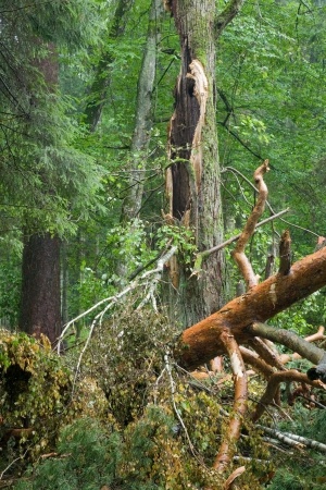 Big Foot Tree Service | Tree Removal Services in Wayne, NY | Contact Us