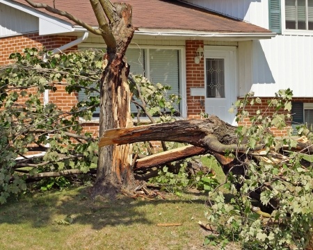 Why Do Some Trees and Limbs Fall After a Storm? | Big Foot Tree Service