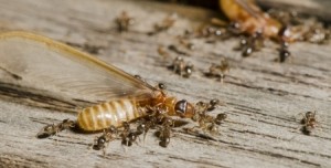 What Types of Bugs Are Attracted to Your Tree Stumps? | Big Foot Tree ...