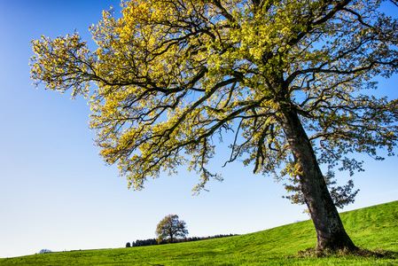 Maintaining a Healthy Tree on Your Property | Big Foot Tree Service