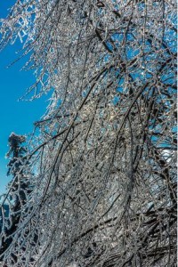 How Does Freezing Rain Affect Trees? | Big Foot Tree Service