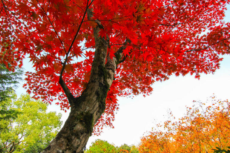 Different Types of Trees in Northern New Jersey and How to Care for ...