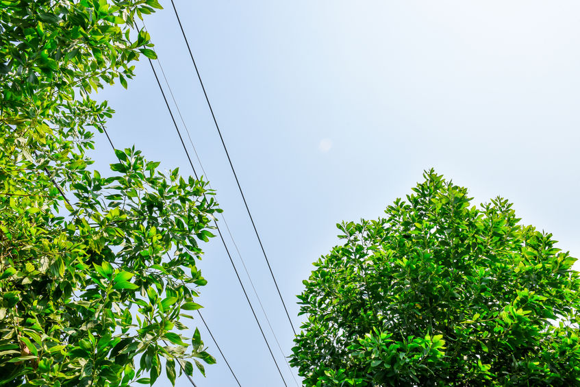 How Tree Trimming Can Reduce Risks to Power Lines | Big Foot Tree Service