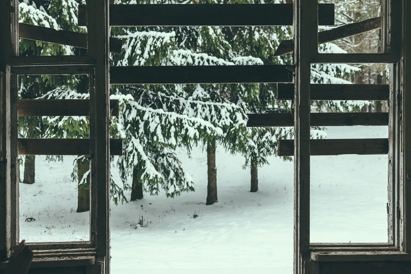 How to Assess Winter Damage on Your Trees: What to Look For | Big Foot ...