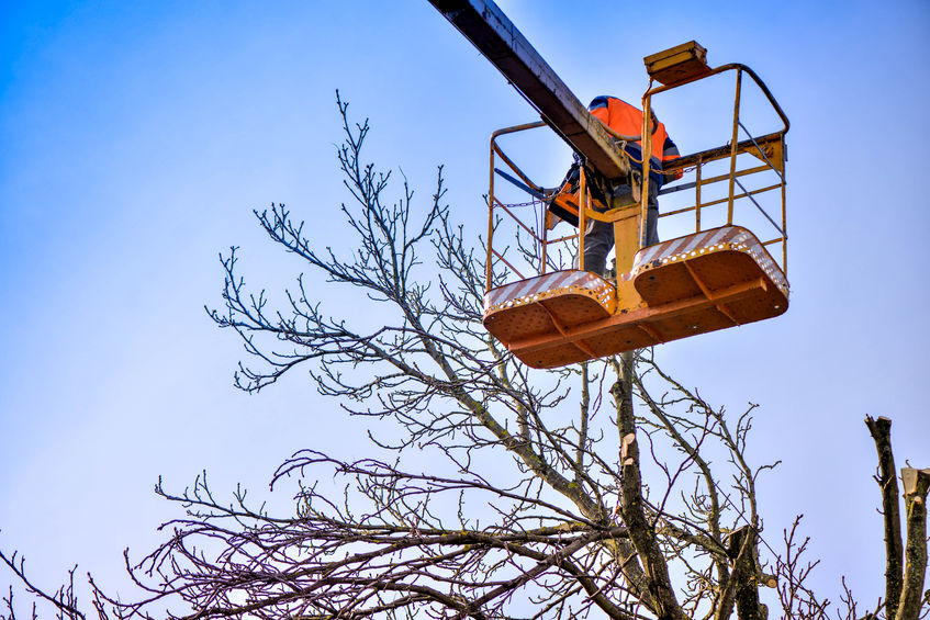 Safe & Efficient Tree Removal: How We Use Cranes to Remove Dangerous ...