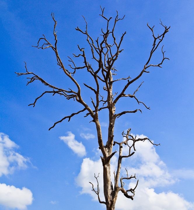 Spotting the Signs of a Dying or Dangerous Tree on Your Property | Big ...