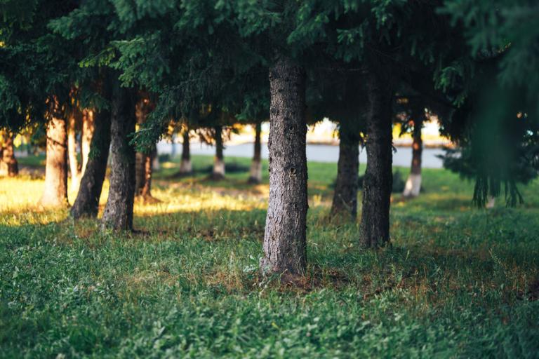 How Overgrown Trees Can Impact Your Home’s Foundation and Roof | Big ...